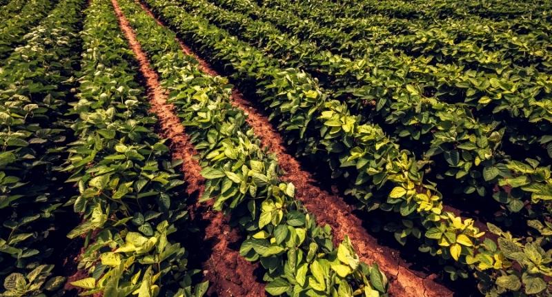 Conheça a CPR: o apoio financeiro para o produto rural